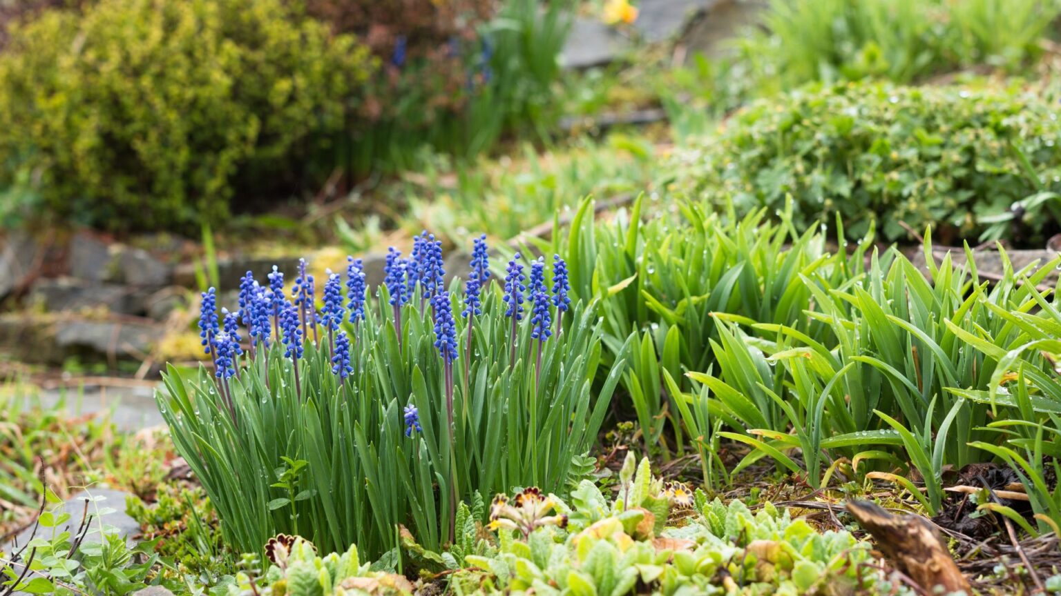 How To Build the Perfect Rain Garden for Your Yard – LRN2DIY